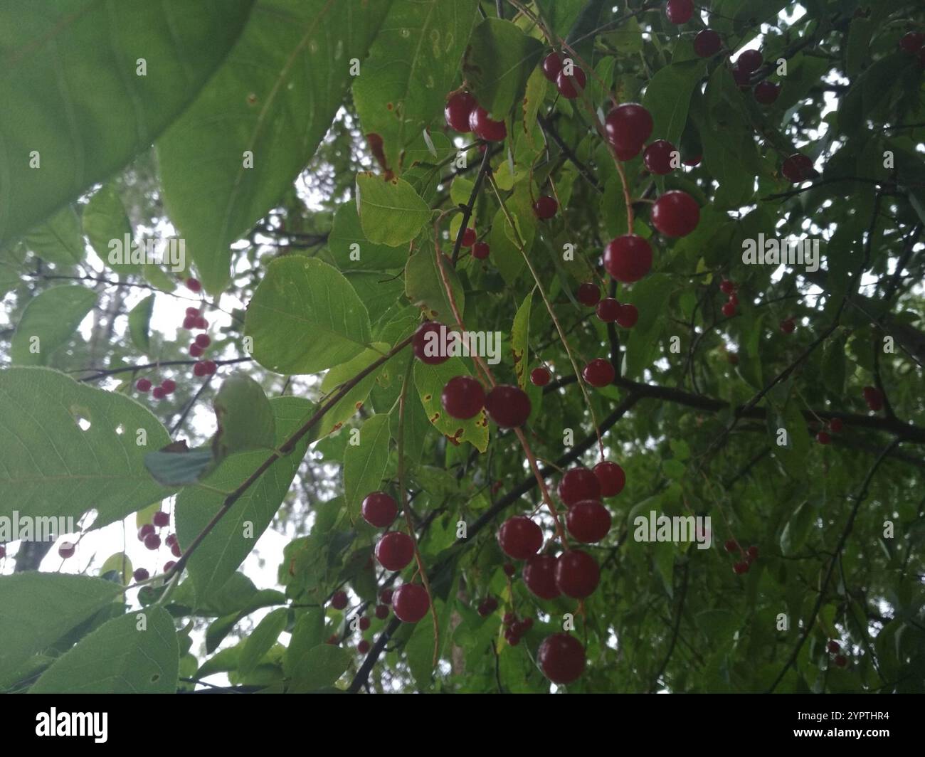 chokecherry (Prunus virginiana Stock Photo - Alamy