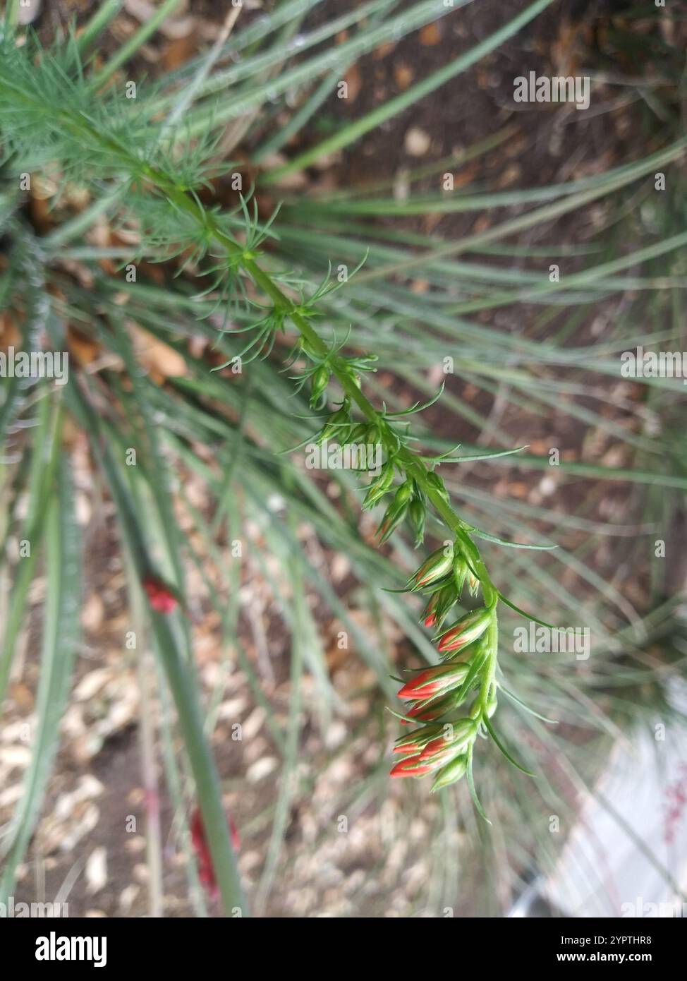 standing cypress (Ipomopsis rubra Stock Photo - Alamy