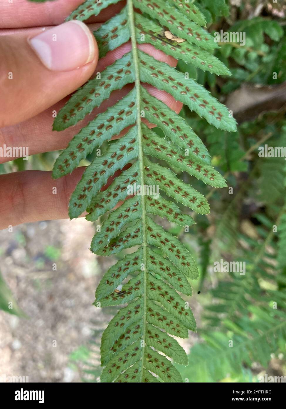 Rasp fern hi-res stock photography and images - Alamy