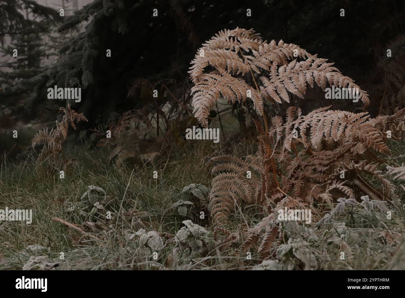 Farnpflanze hi-res stock photography and images - Alamy