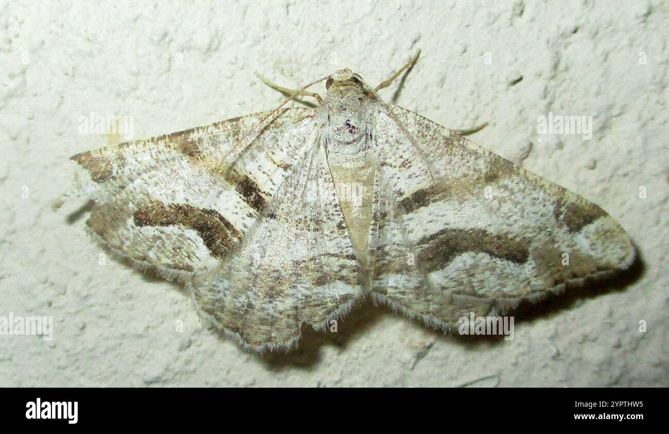 Geometer Moths (Geometridae Stock Photo - Alamy