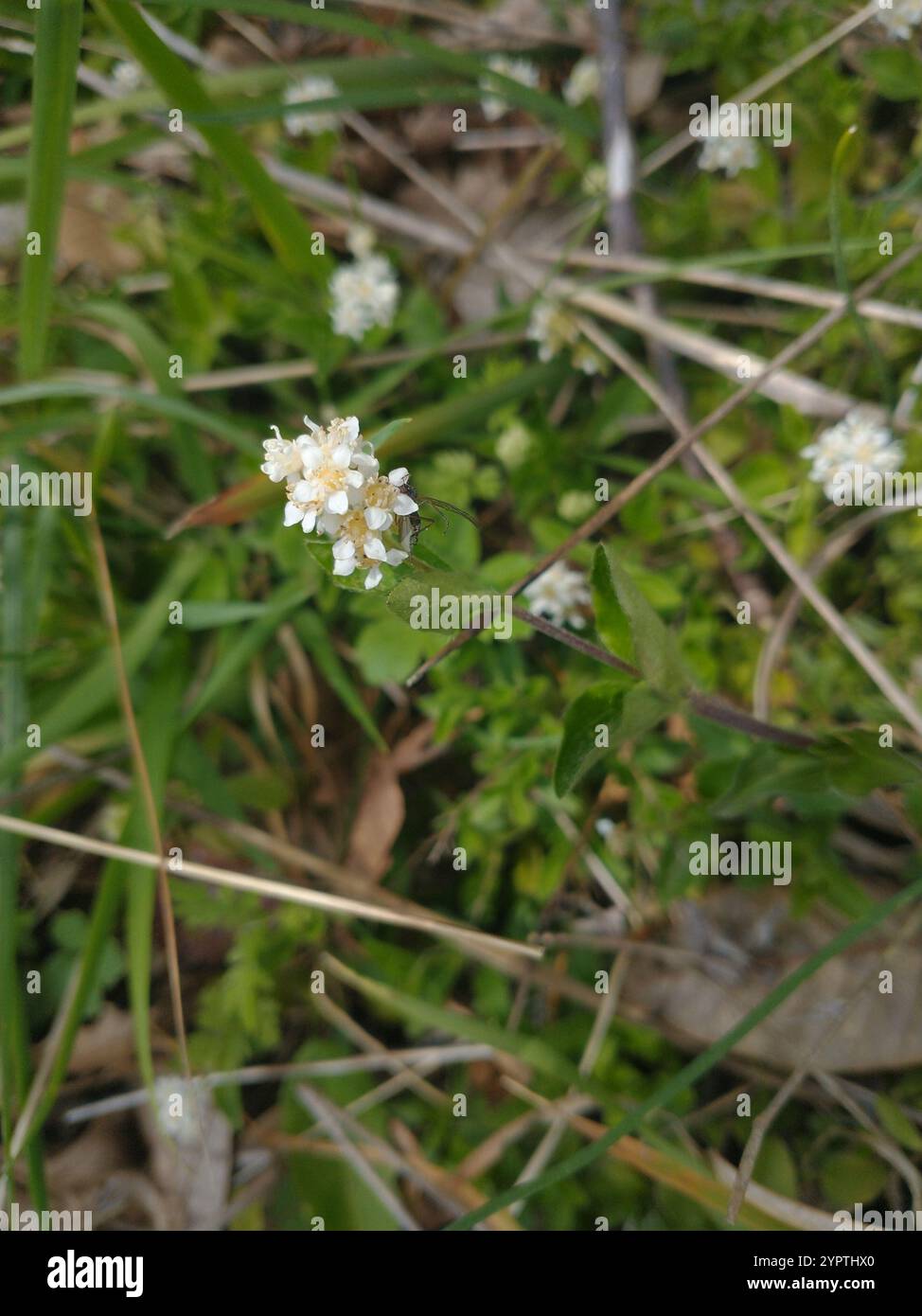 modesty (Whipplea modesta Stock Photo - Alamy