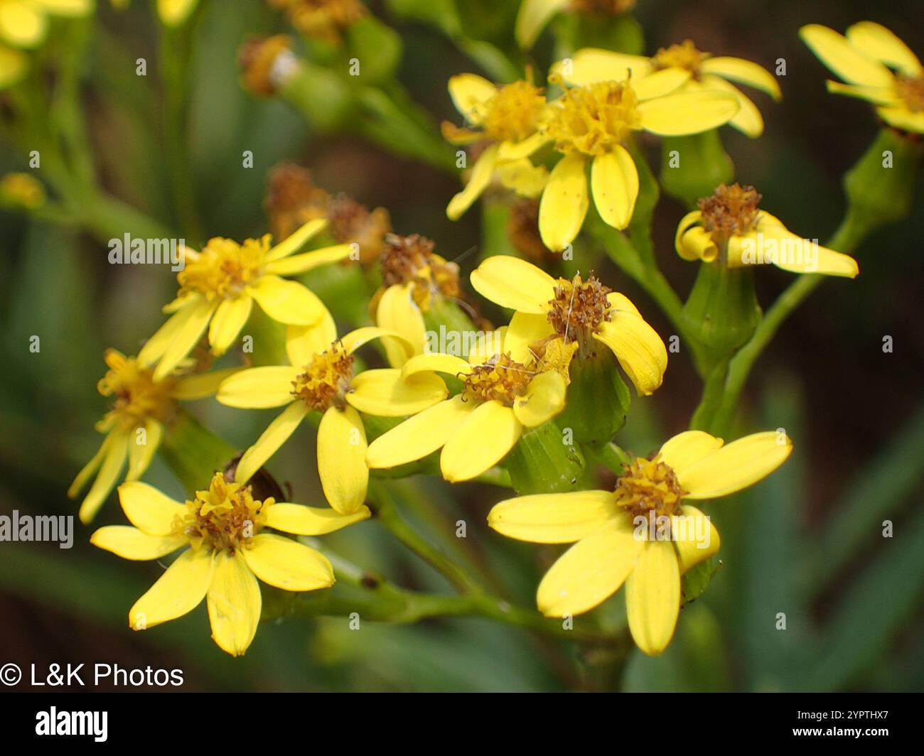 Linearifolius hi-res stock photography and images - Alamy