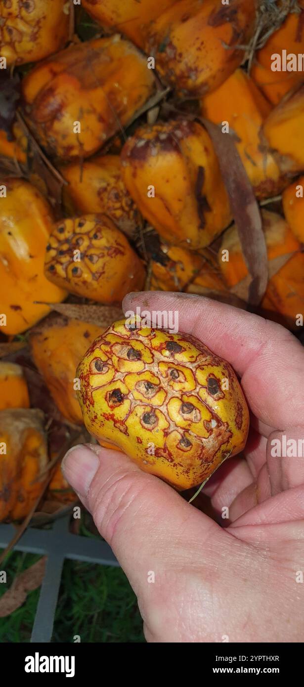 thatch screwpine (Pandanus tectorius Stock Photo - Alamy