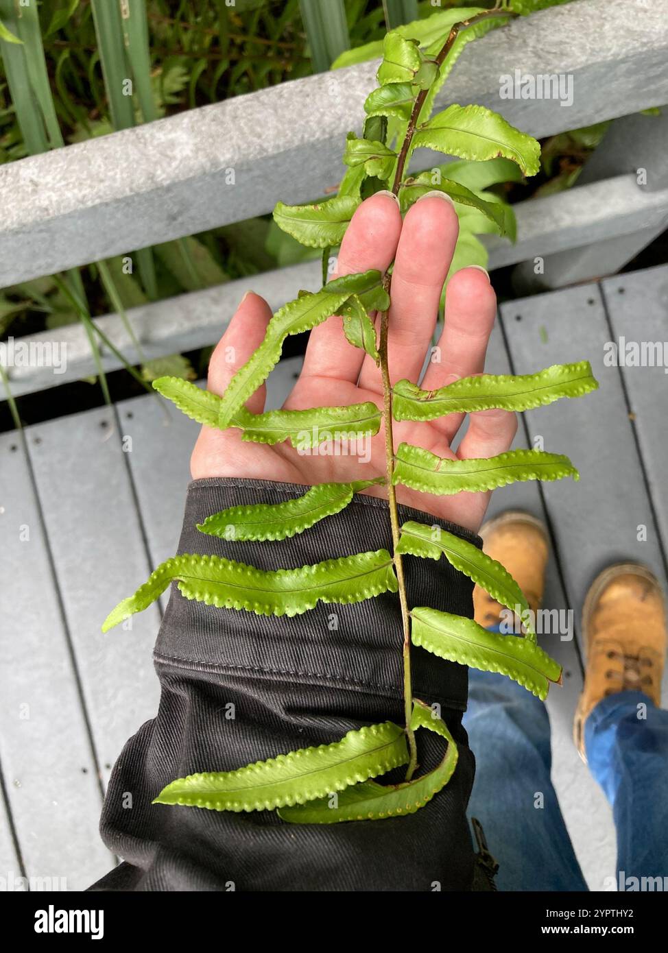 Broad Sword Fern (Nephrolepis biserrata Stock Photo - Alamy