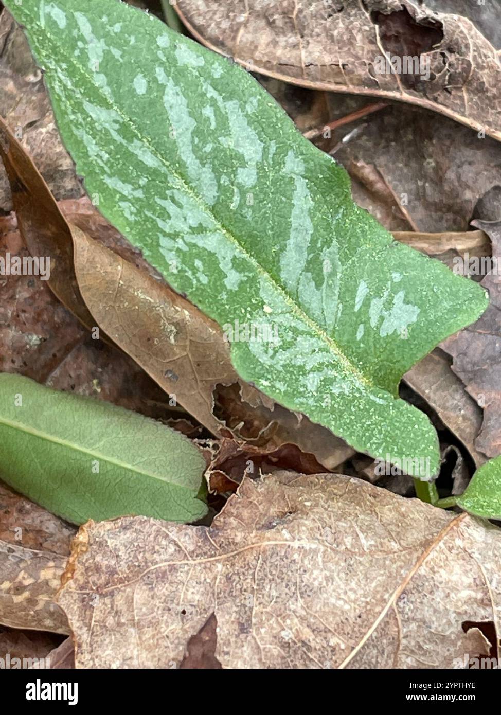 lion's foot rattlesnake root (Nabalus serpentarius Stock Photo - Alamy