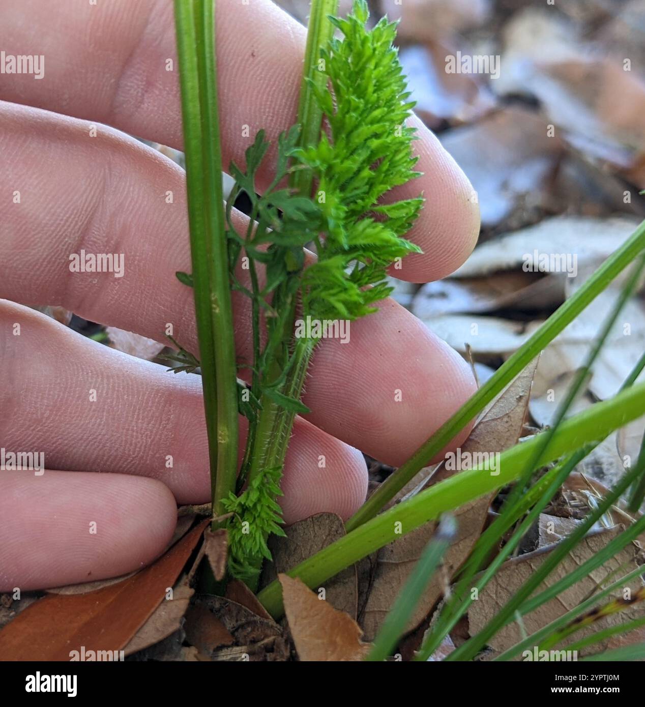 carrot family (Apiaceae Stock Photo - Alamy