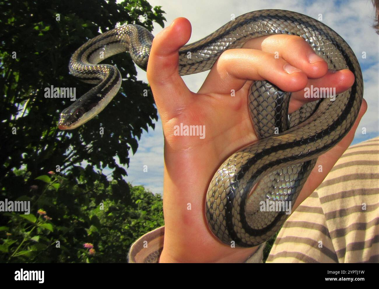 Four striped snake dromicodryas quadrilineatus hi-res stock photography ...