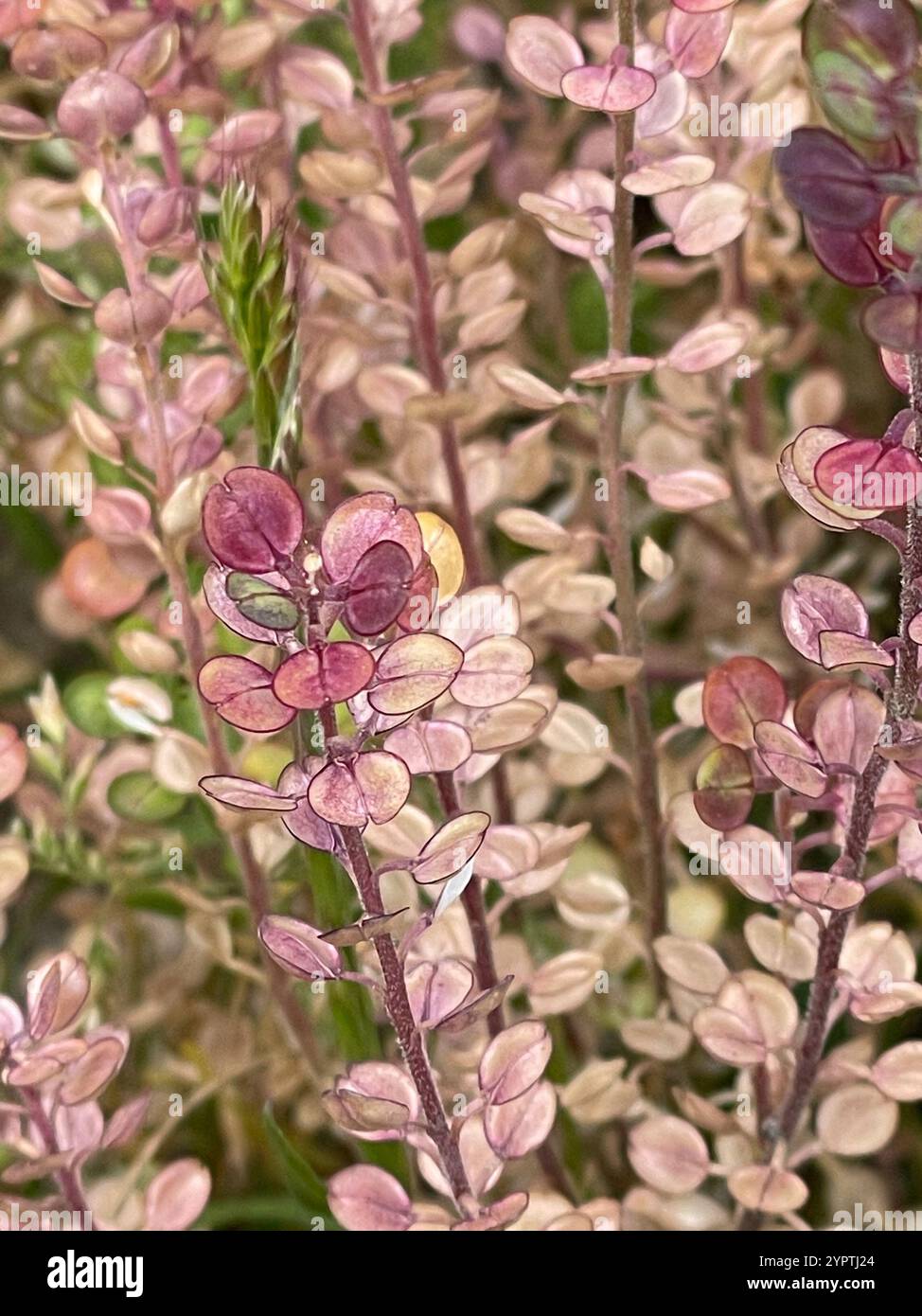 Shining Pepperweed (Lepidium nitidum Stock Photo - Alamy