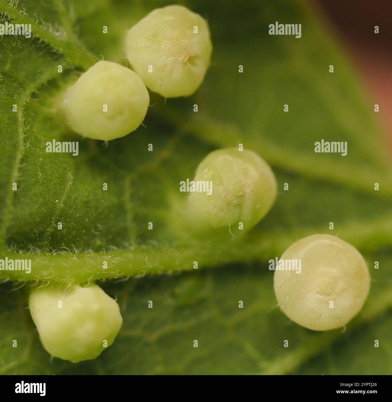 Hackberry Nipplegall Psyllid (Pachypsylla celtidismamma Stock Photo - Alamy