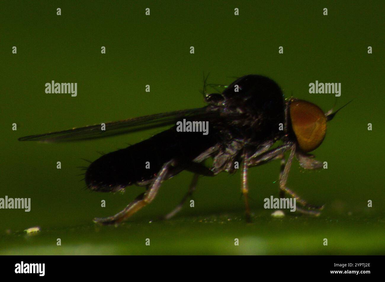 Flat-footed Flies (Platypezidae Stock Photo - Alamy