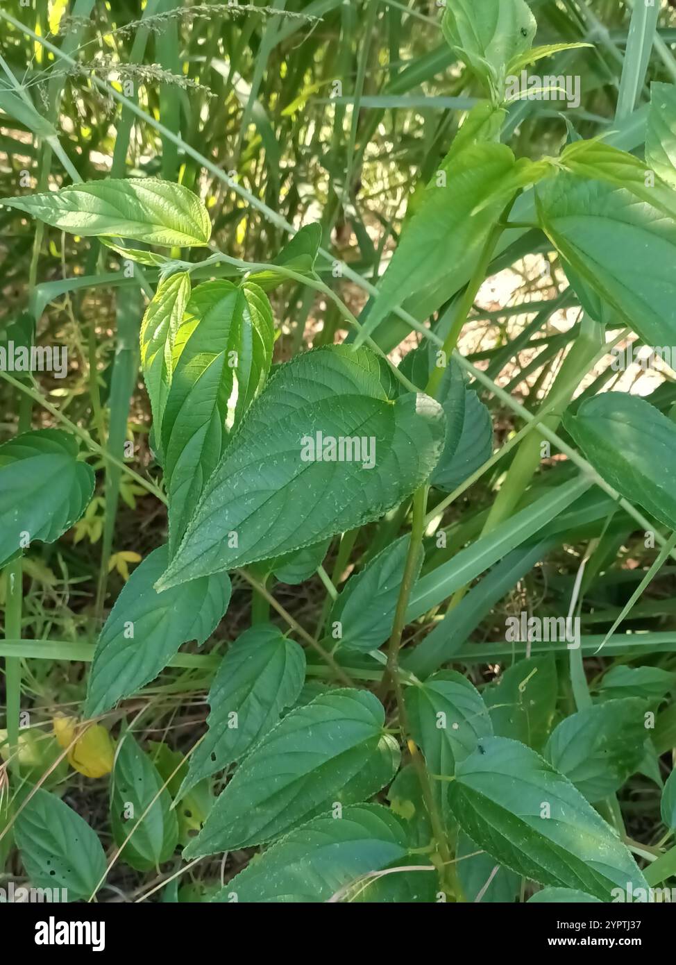 Nettle Tree (Trema tomentosa Stock Photo - Alamy