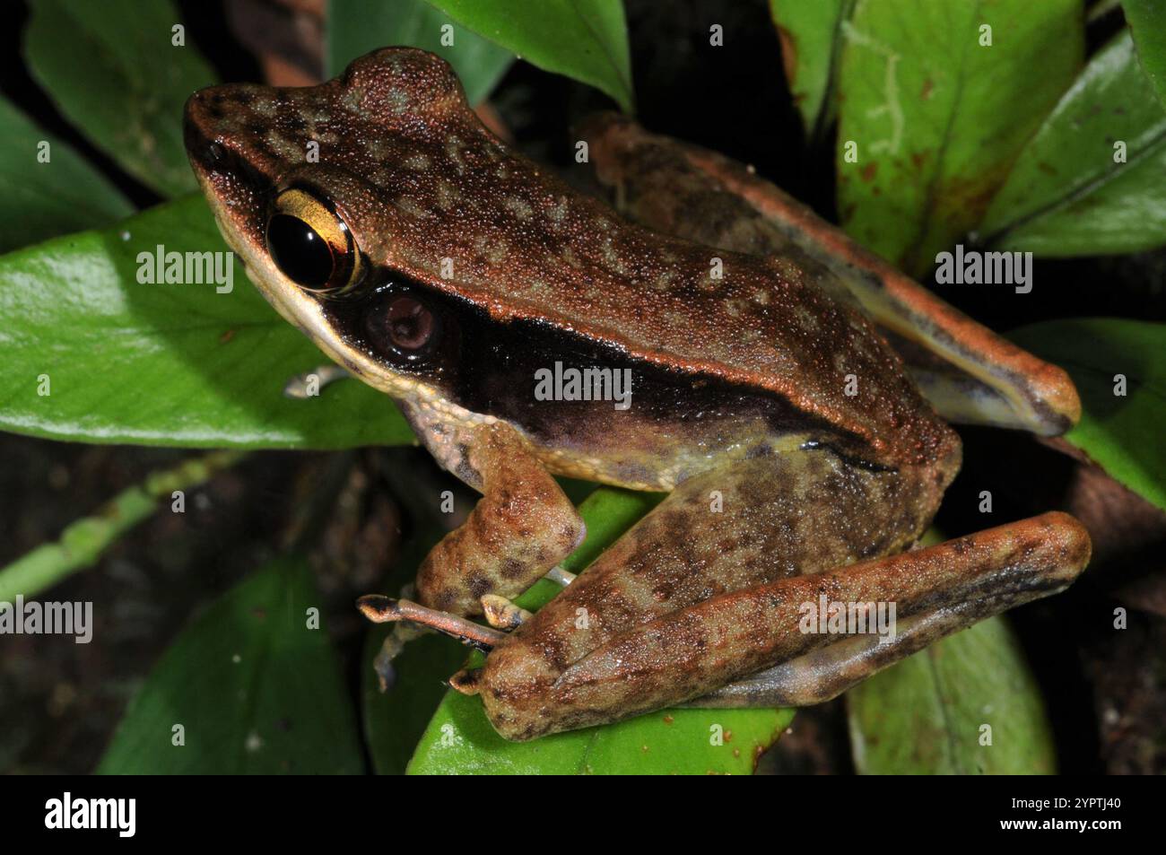 Torrent frog hi-res stock photography and images - Alamy