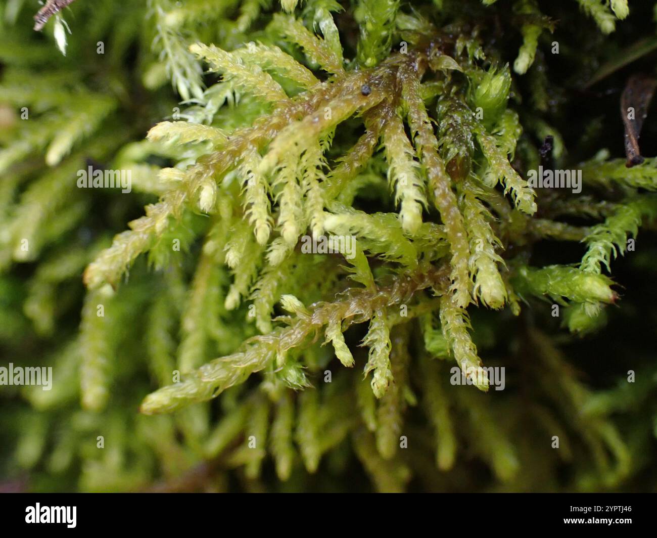 claopodium mosses (Claopodium Stock Photo - Alamy