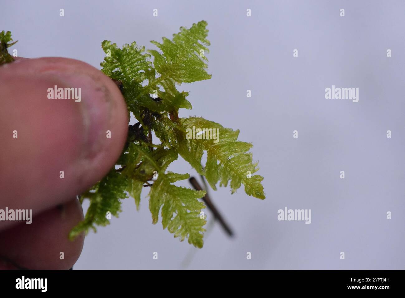 Ostrich-plume Moss (Ptilium crista-castrensis Stock Photo - Alamy