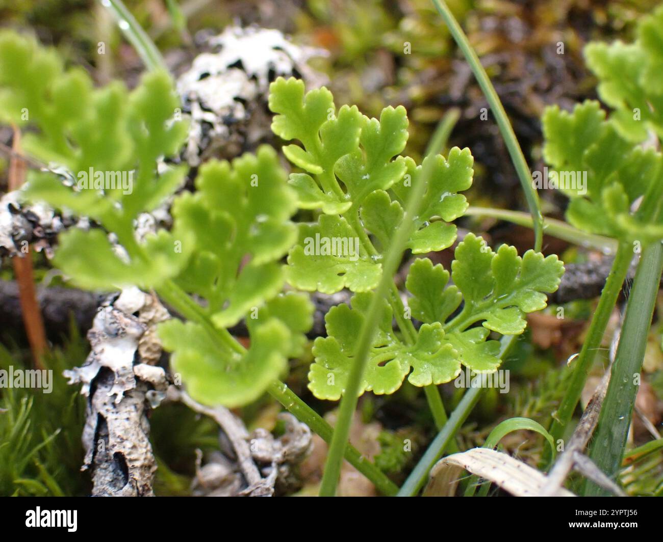 American parsley fern (Cryptogramma acrostichoides Stock Photo - Alamy