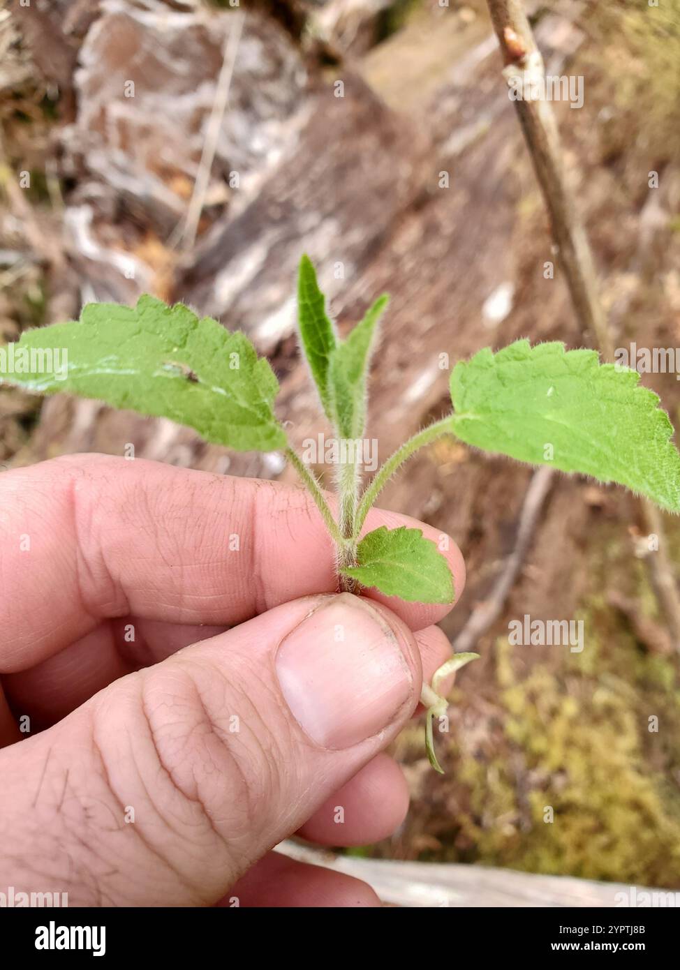 Coastal Hedge-nettle (Stachys chamissonis Stock Photo - Alamy