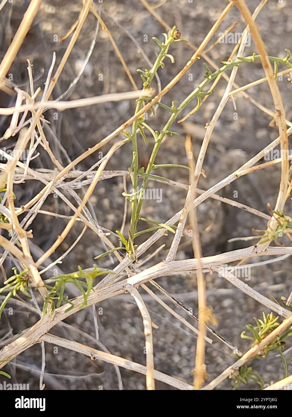 Ambrosia salsola hi-res stock photography and images - Alamy