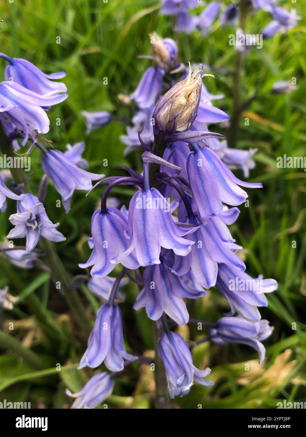 Hybrid bluebell (Hyacinthoides × massartiana Stock Photo - Alamy