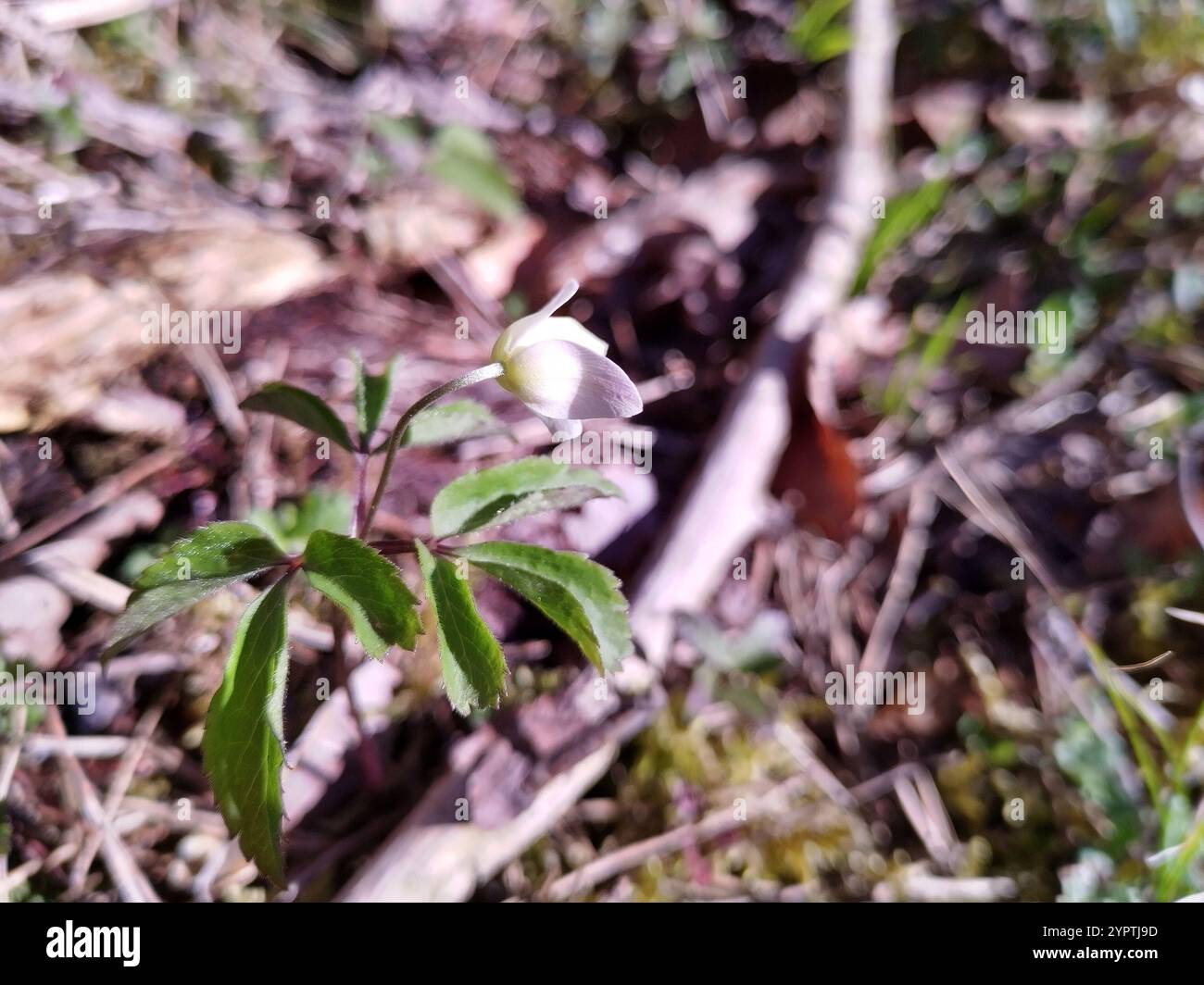 Three-leaved Anemone (Anemonoides trifolia Stock Photo - Alamy