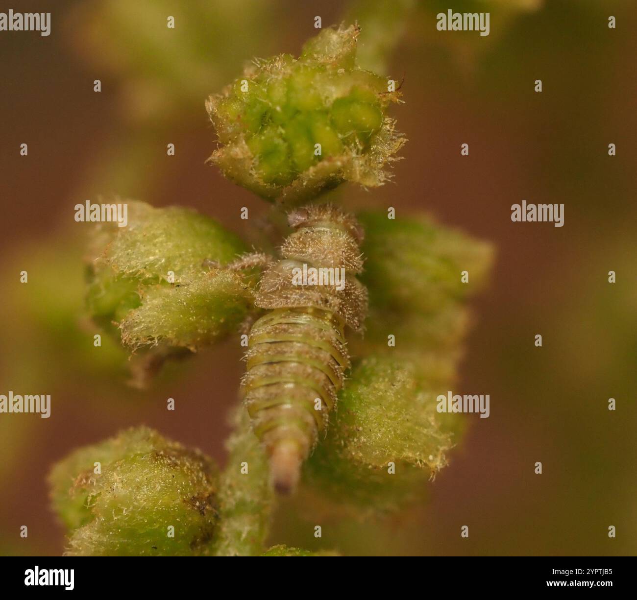 Typical Treehoppers (Membracidae Stock Photo - Alamy