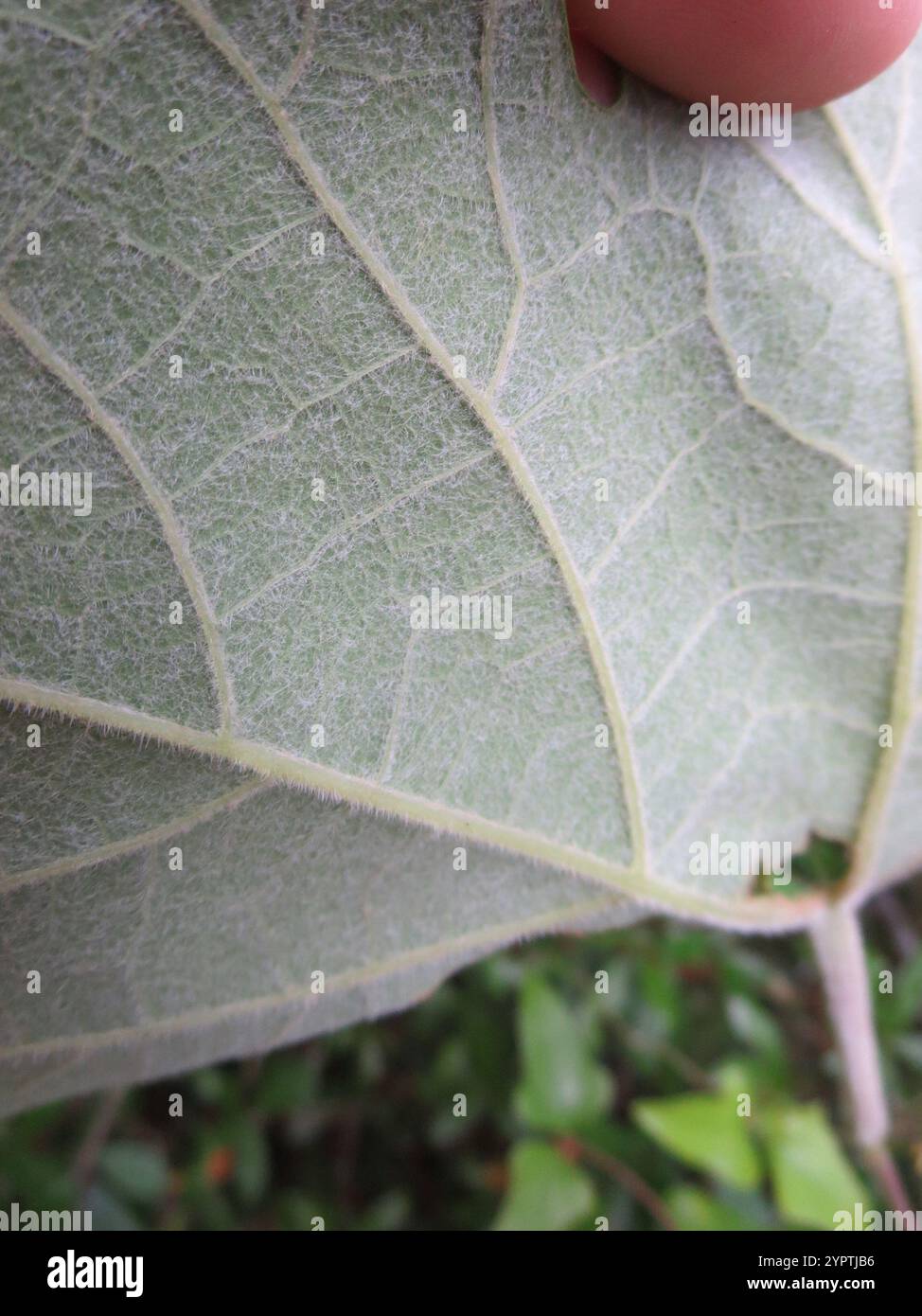 graybark grape (Vitis cinerea Stock Photo - Alamy