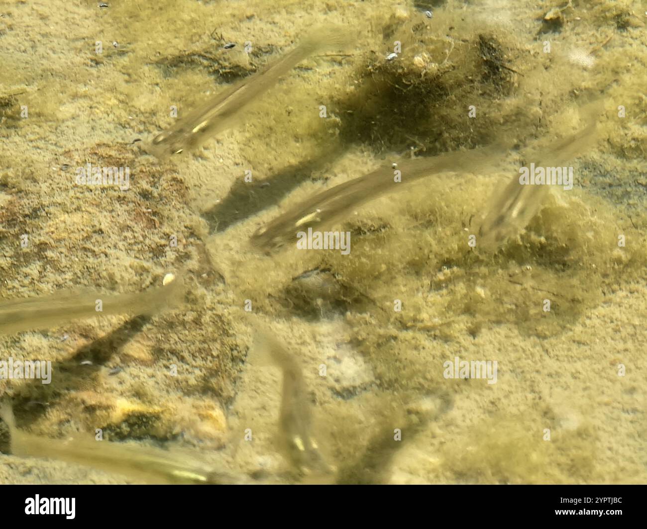 Western Mosquitofish (Gambusia affinis Stock Photo - Alamy