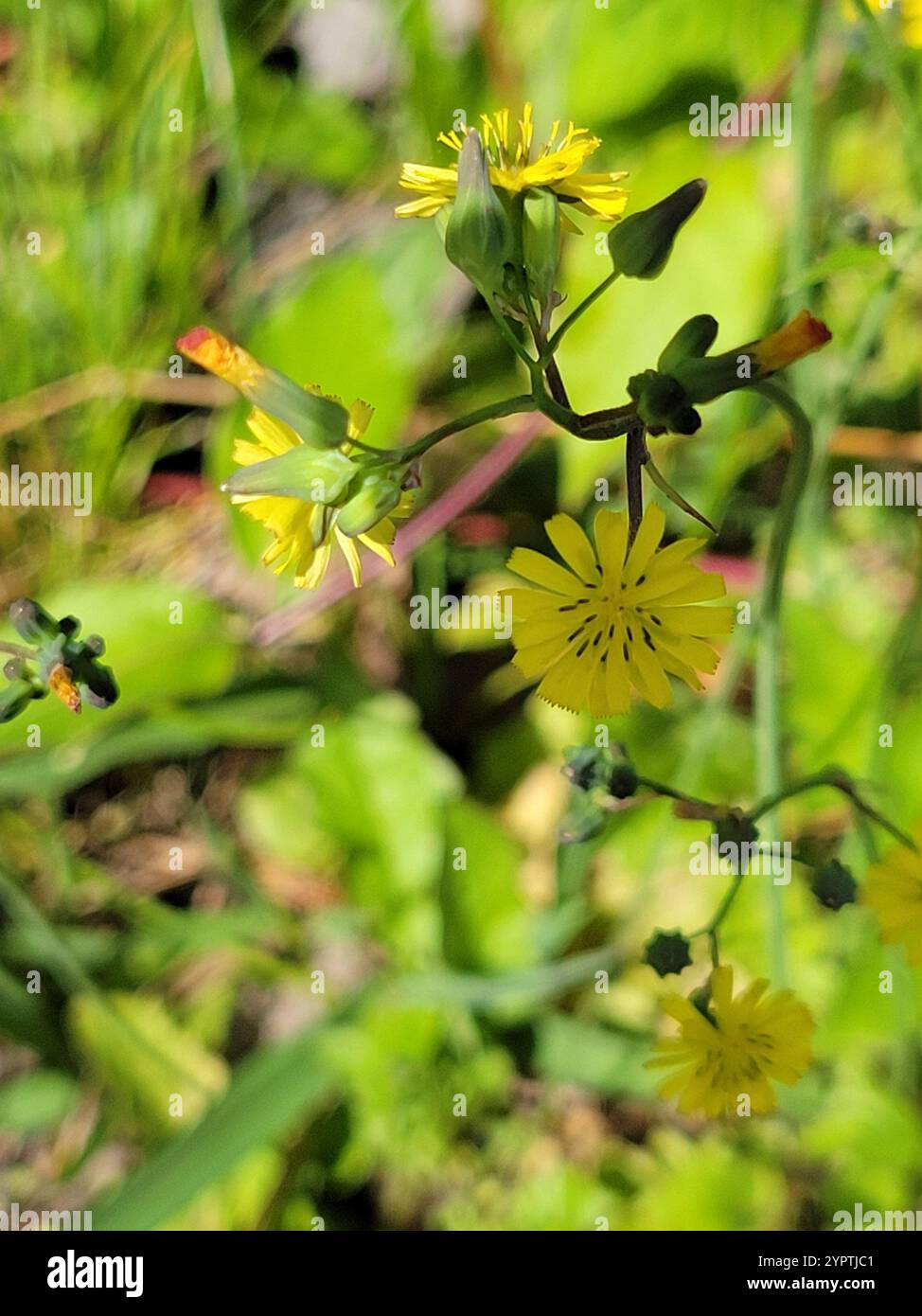 Oriental false hawksbeard (Youngia japonica Stock Photo - Alamy