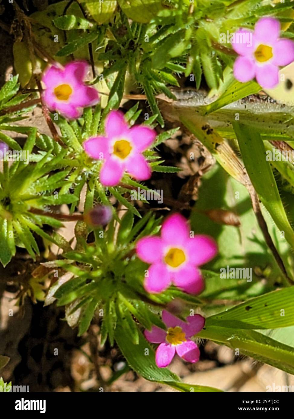 true babystars (Leptosiphon bicolor Stock Photo - Alamy