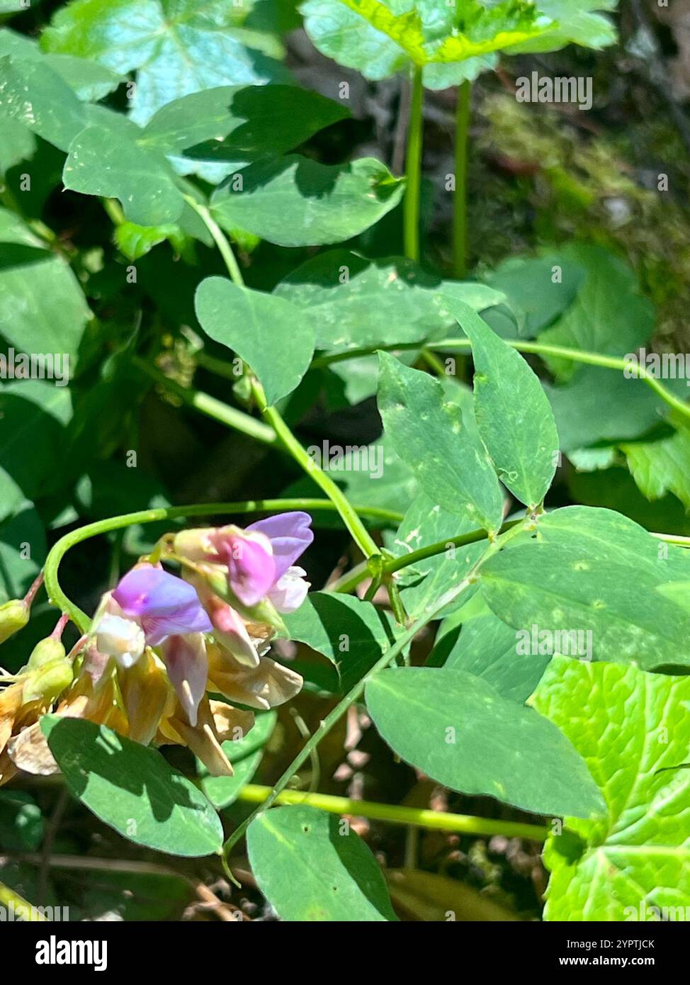 Pacific pea (Lathyrus vestitus Stock Photo - Alamy