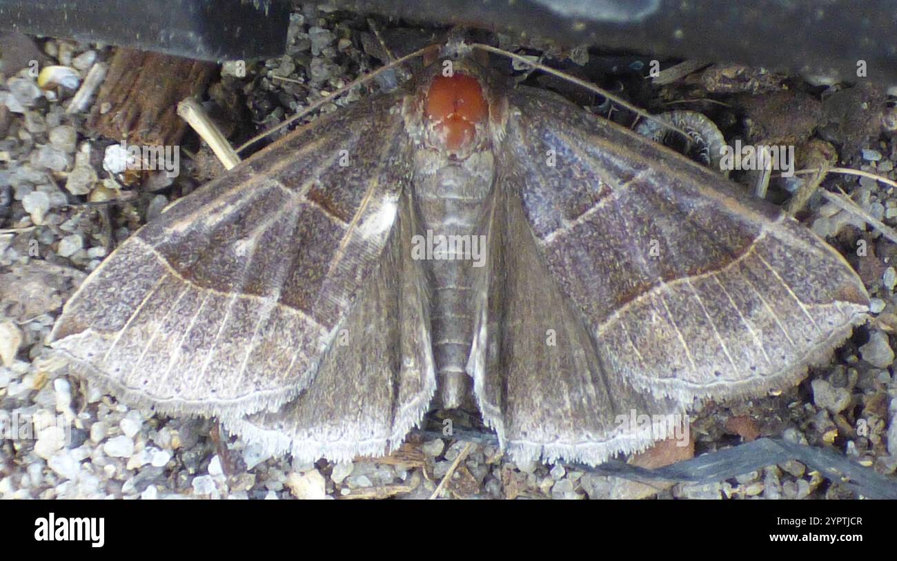 Maple Looper Moth (Parallelia bistriaris Stock Photo - Alamy
