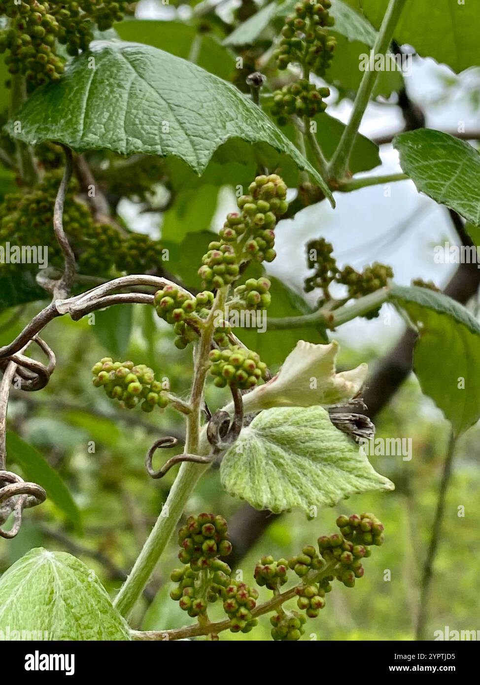 mustang grape (Vitis mustangensis Stock Photo - Alamy