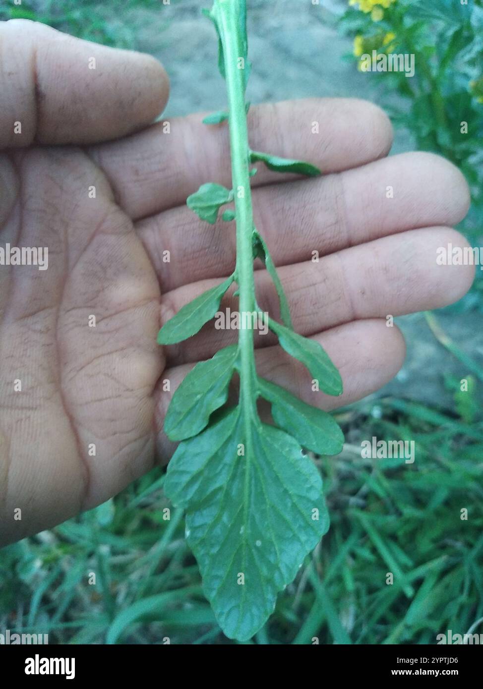 land cress (Barbarea verna Stock Photo - Alamy