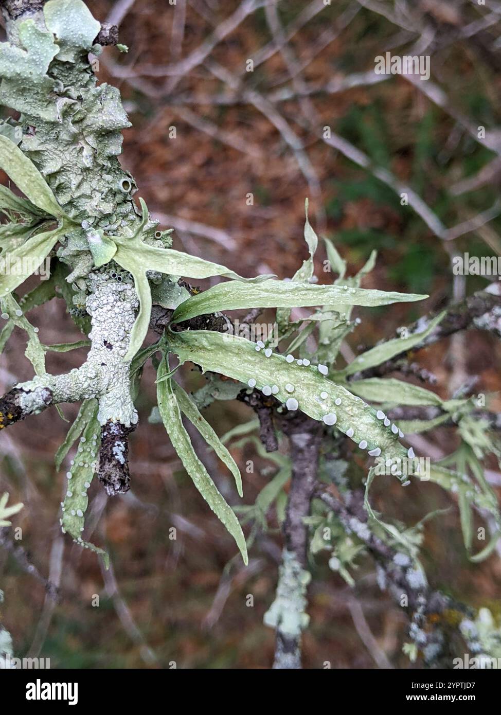 cartilage lichen (Ramalina celastri Stock Photo - Alamy