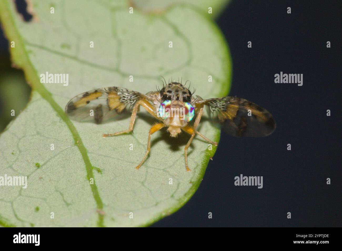 Mediterranean Fruit Fly (Ceratitis capitata Stock Photo - Alamy