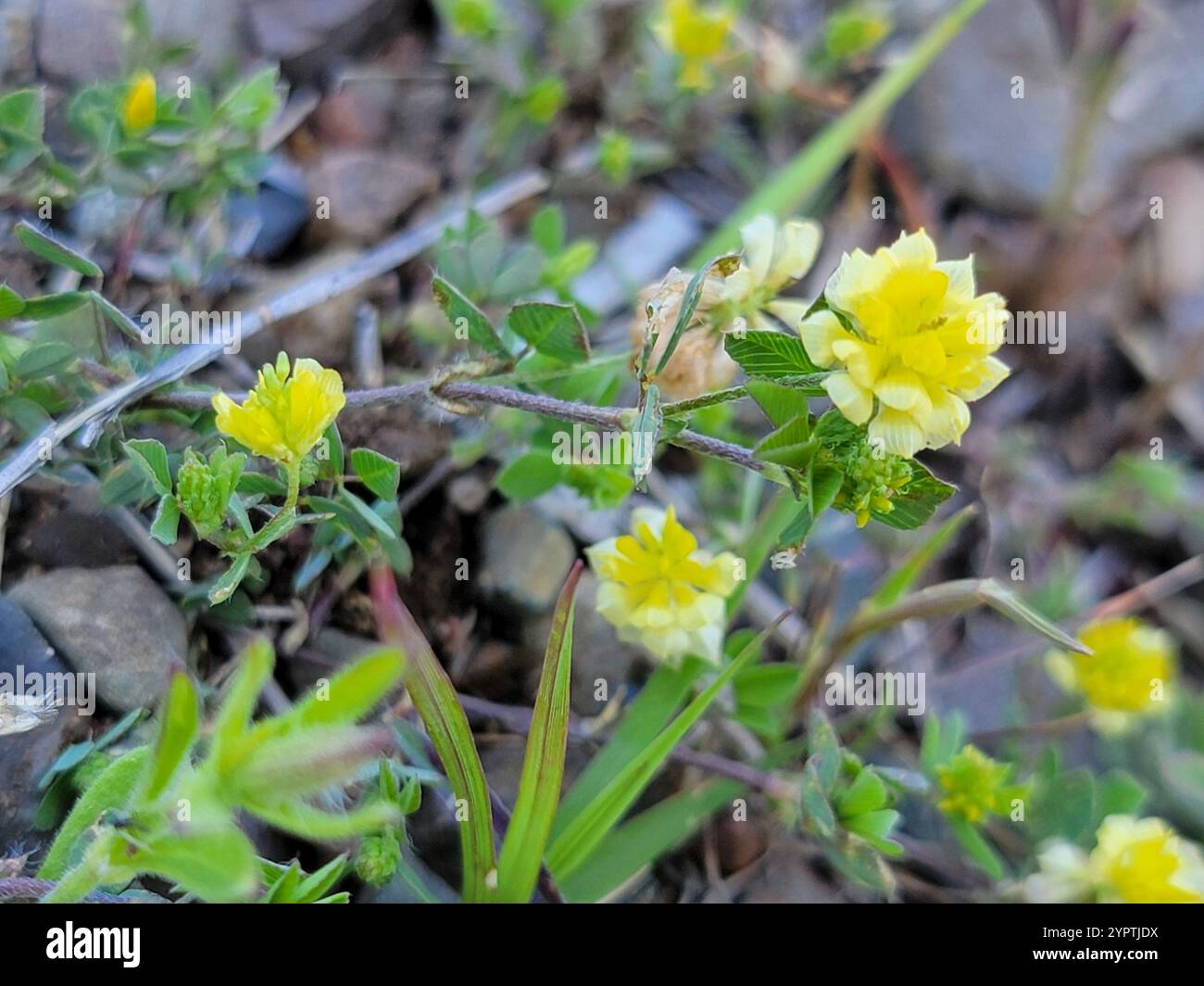 hop trefoil (Trifolium campestre Stock Photo - Alamy