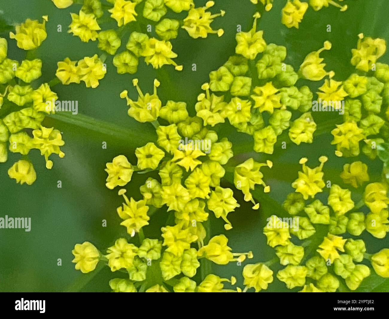 golden Alexanders (Zizia aurea Stock Photo - Alamy