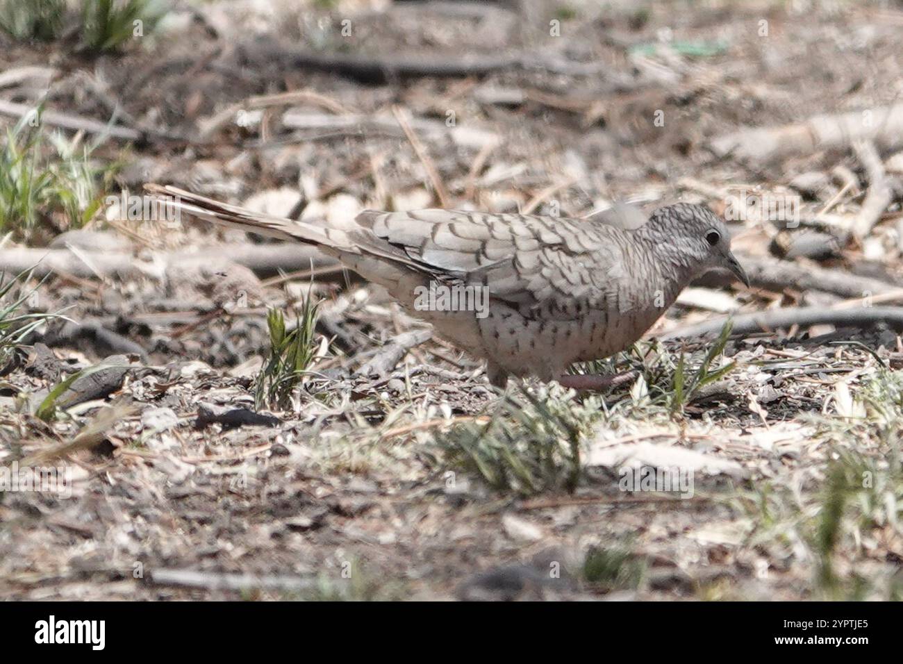 Inca Dove (Columbina inca Stock Photo - Alamy