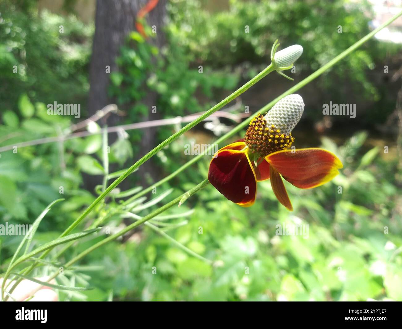 upright prairie coneflower (Ratibida columnifera Stock Photo - Alamy