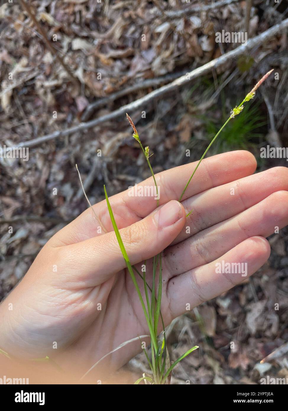 fibrous-rooted sedge (Carex communis Stock Photo - Alamy