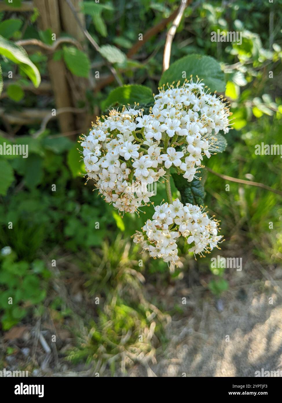 Wayfaring-tree (Viburnum lantana Stock Photo - Alamy