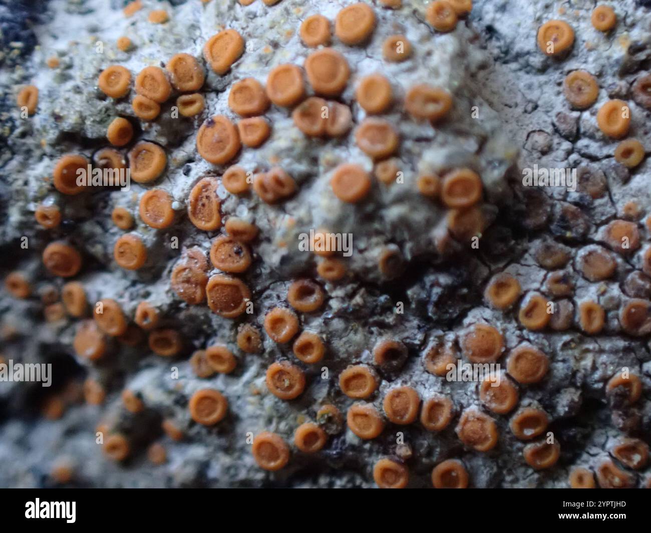 Polycauliona hi-res stock photography and images - Alamy