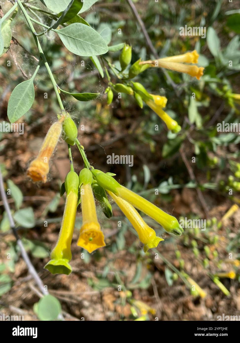 tree tobacco (Nicotiana glauca Stock Photo - Alamy