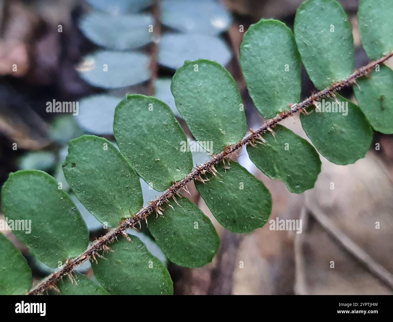 Button Fern (Pellaea rotundifolia Stock Photo - Alamy