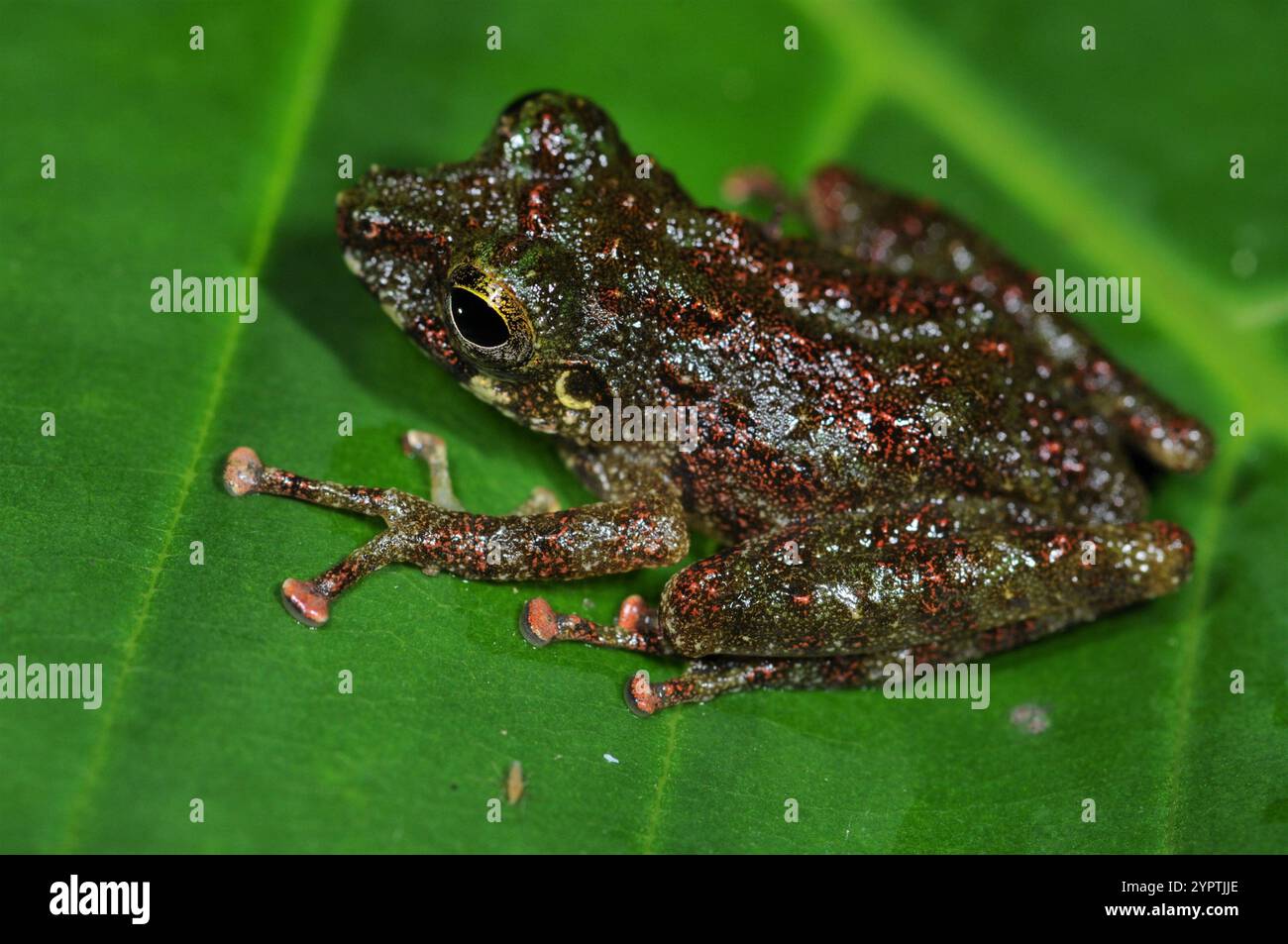 Gunung Mulu Bubble-nest Frog (Philautus tectus Stock Photo - Alamy