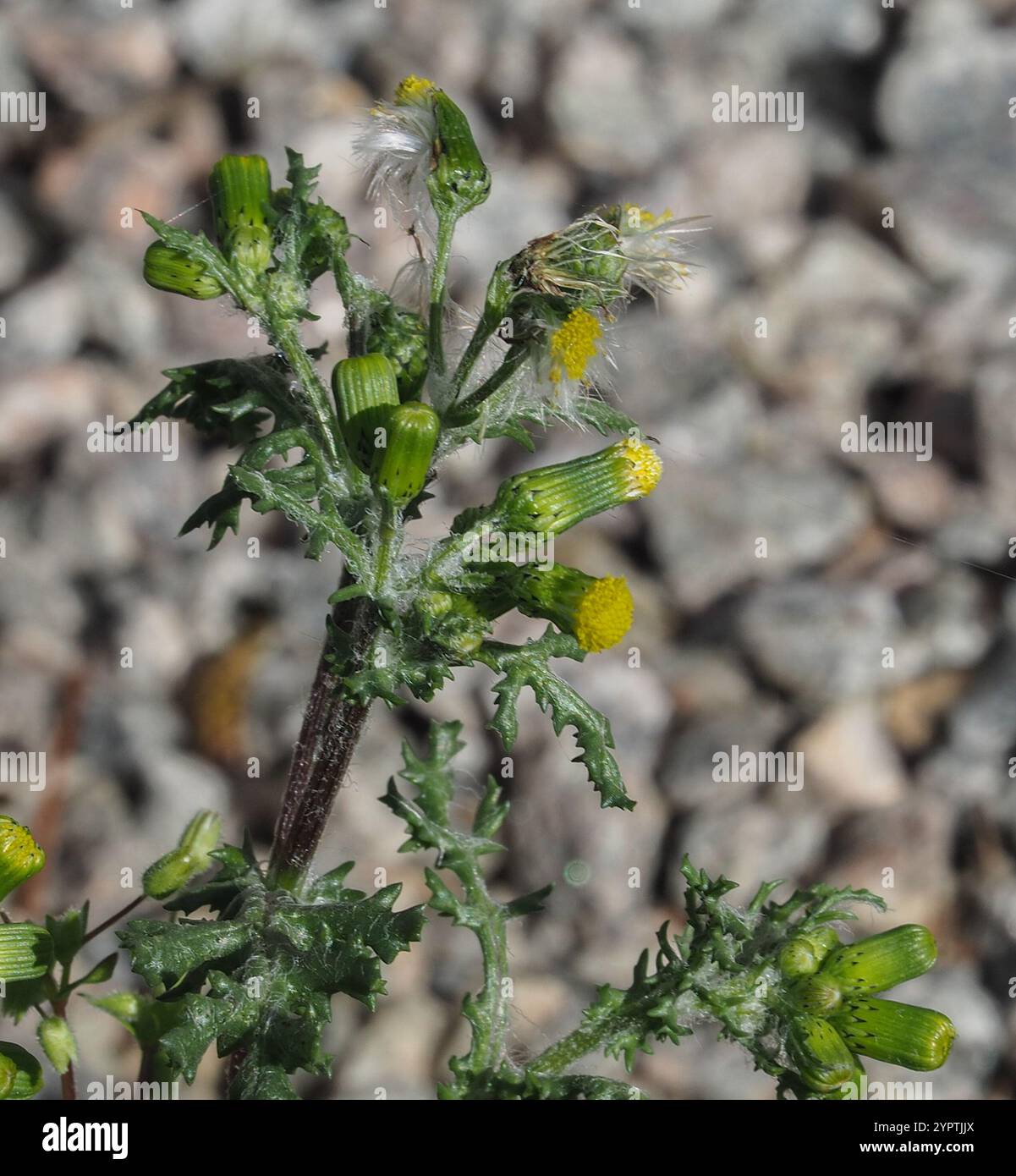 common groundsel (Senecio vulgaris Stock Photo - Alamy
