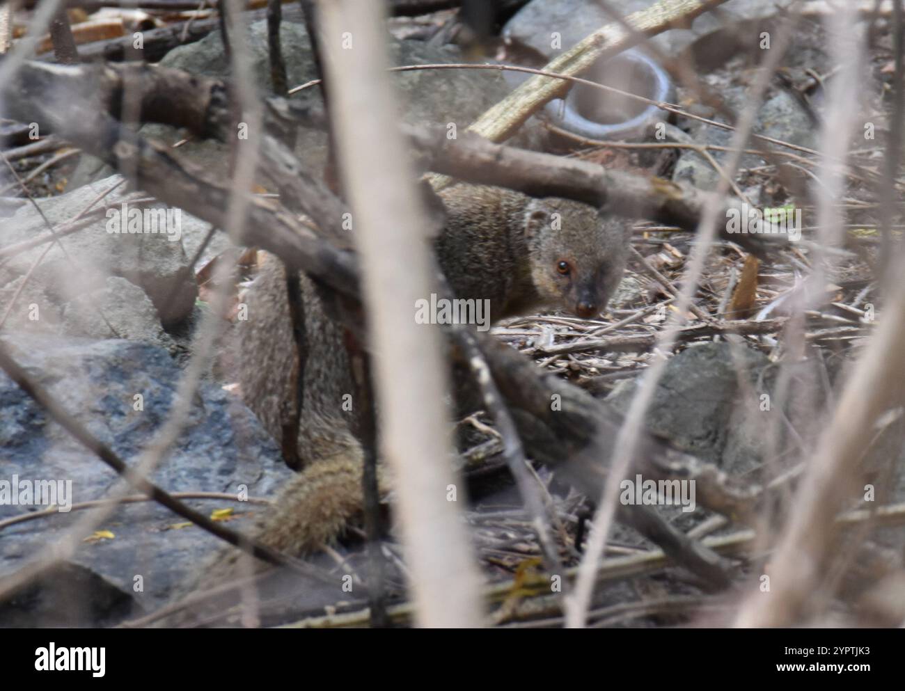 Small Indian Mongoose (Urva auropunctata Stock Photo - Alamy