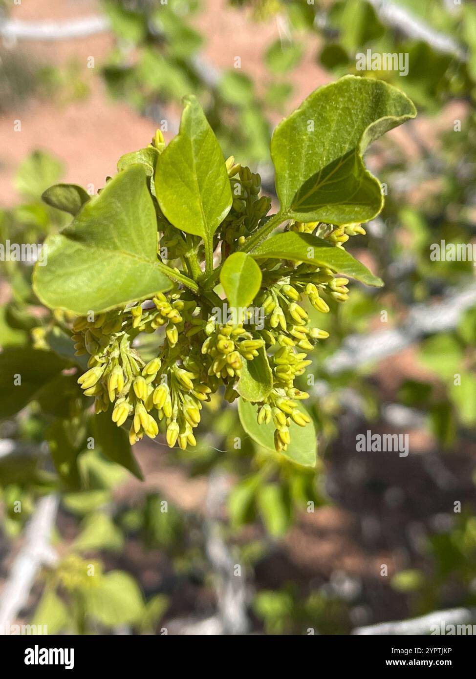 single-leaf ash (Fraxinus anomala Stock Photo - Alamy