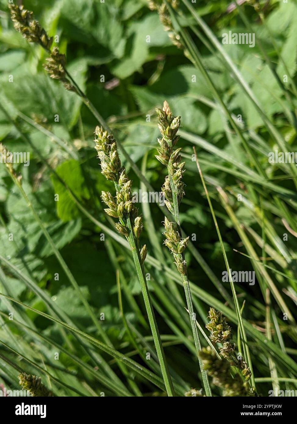 Grey Sedge (Carex divulsa Stock Photo - Alamy