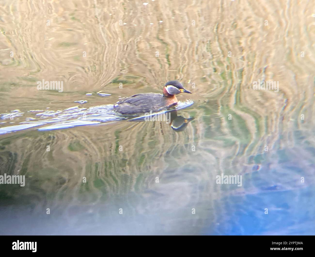 Red-necked Grebe (Podiceps grisegena Stock Photo - Alamy
